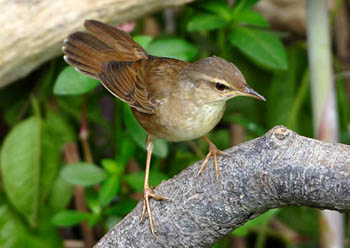 苇莺亚科 Acrocephalinae 蓝色动物学（中国动物学科普）